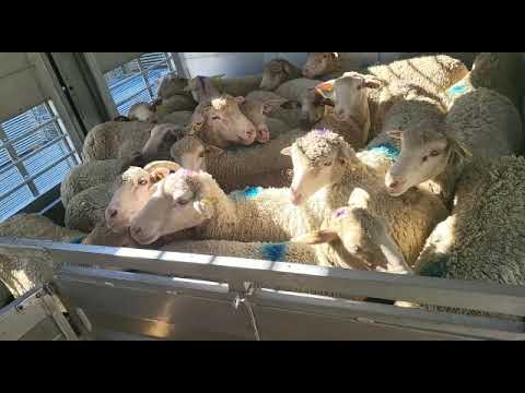 Overcrowded sheeptruck in France 2022, one sheep with broken leg and ...