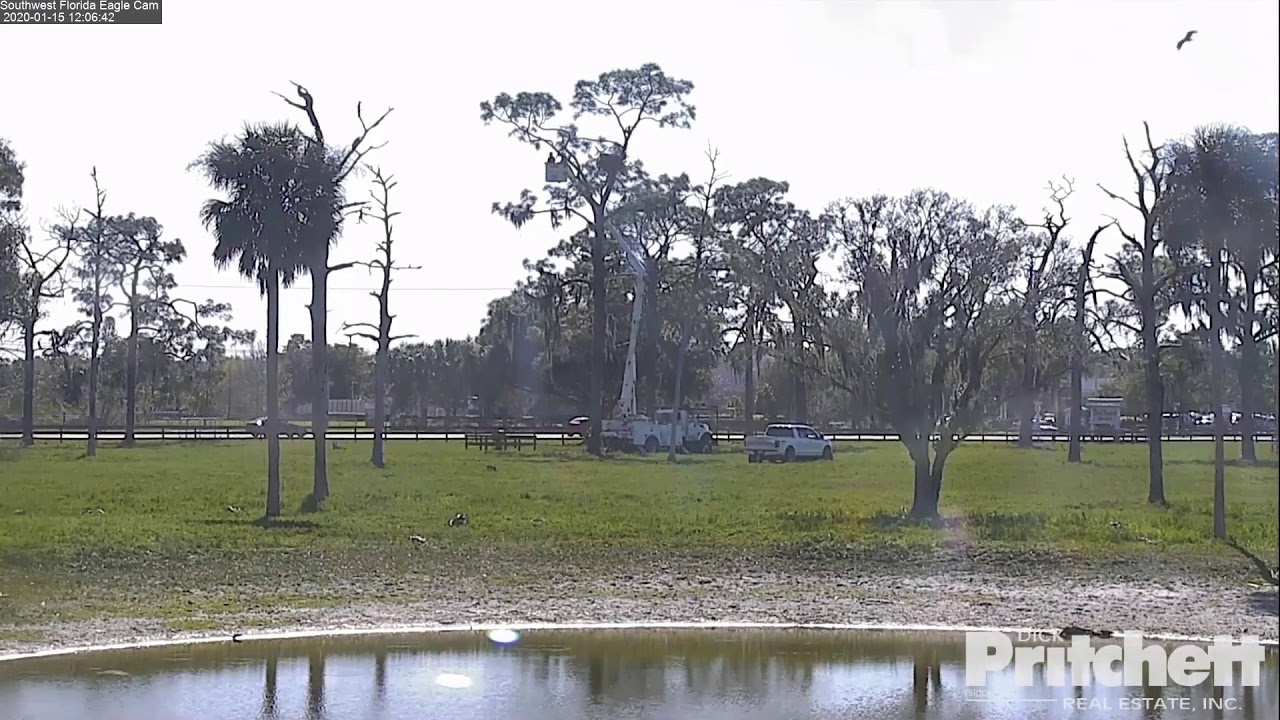 SWFL Nest - Removal of E14 for transfer to CROW 1/15/20 - YouTube