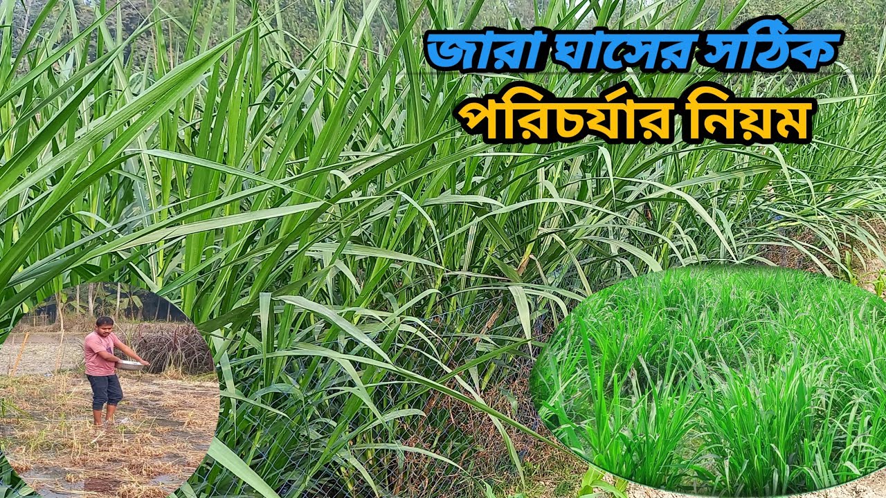জারা ঘাসের সঠিক পরিচর্যার নিয়ম- ফলন হবে তিন গুণ বেশি- ঘাস চাষ পদ্ধতি ...