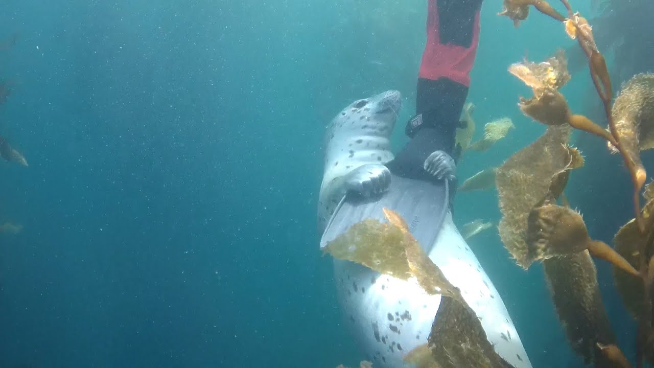 Harbor seal needs hug, dive #566 Lobos 10-14-15 - YouTube