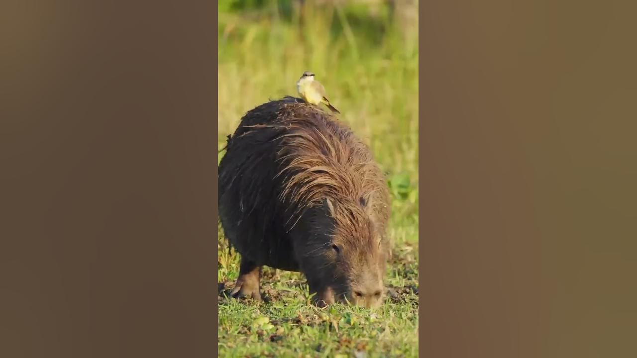 The Capybara Song Official Music Video - YouTube