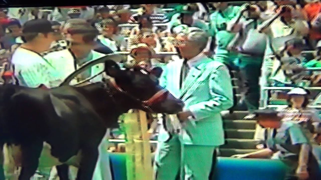 Holy Cow Gift Knocks Phil Rizzuto Over! Yankee Stadium - YouTube