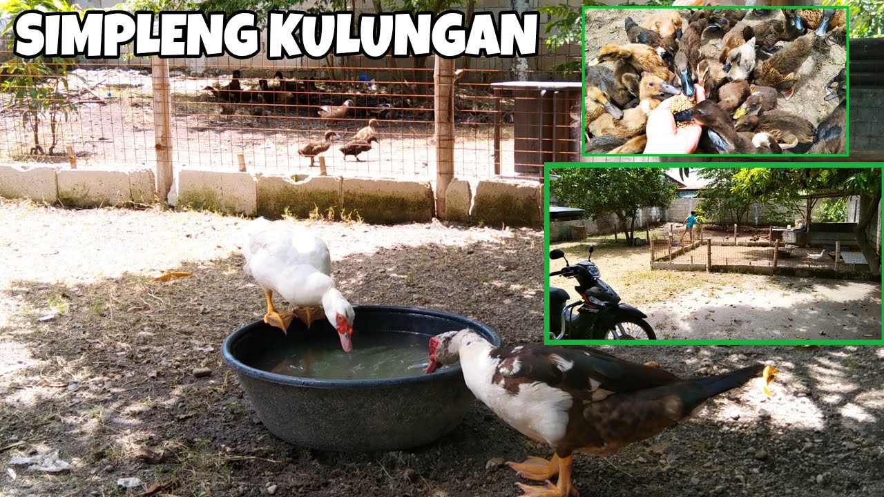 BACKYARD | UPDATE ITIK NA SEHO | PARAAN SIMPLENG PAG GAWA NG KULUNGAN ...