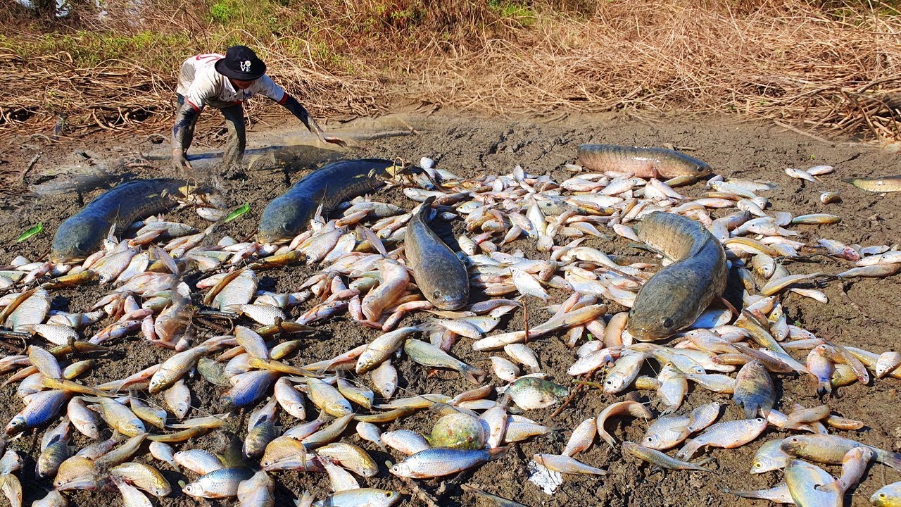 amazing fishing! a lots of fish in the mud when dry water catch by best ...