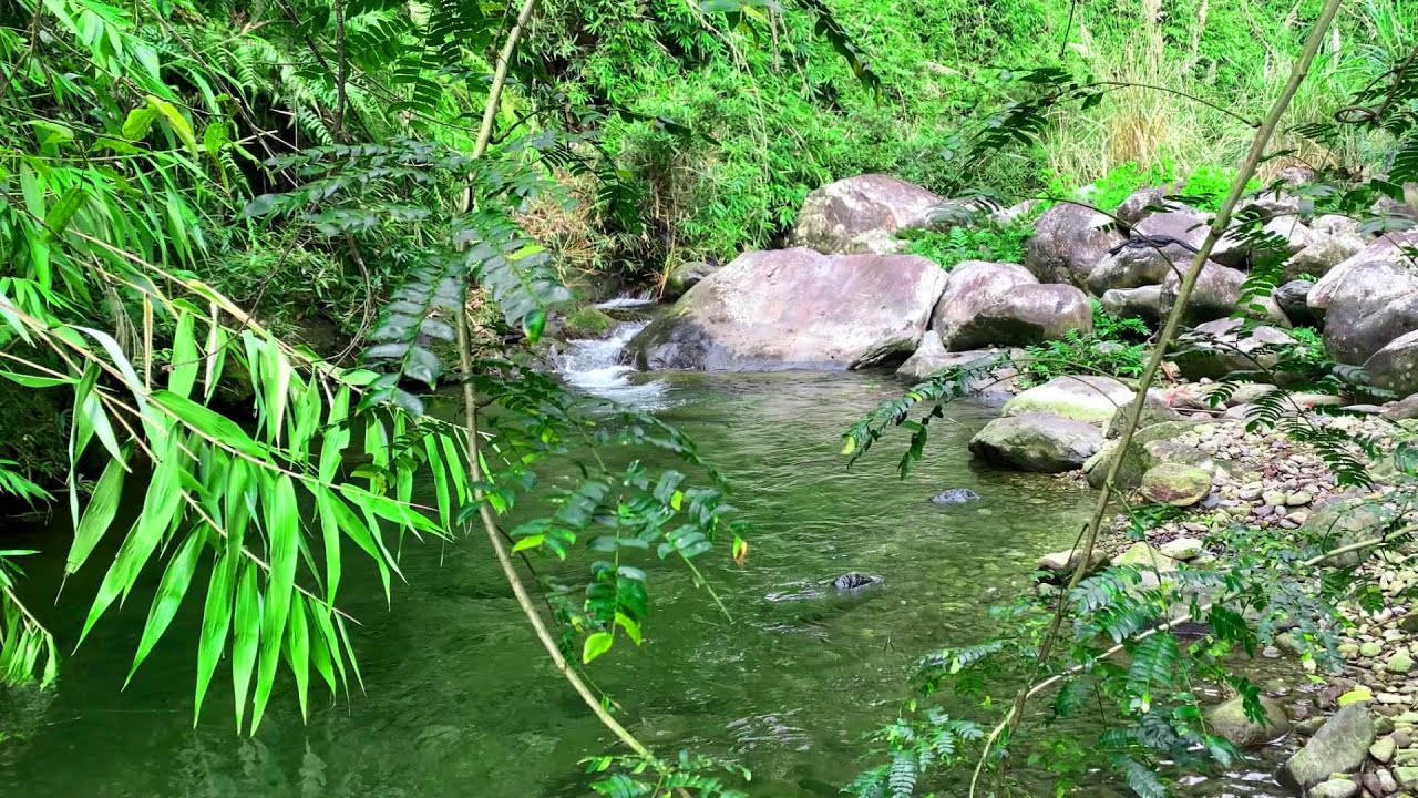 Gentle Stream Sound in Forest and Birds Singing, Relaxing Sounds for ...