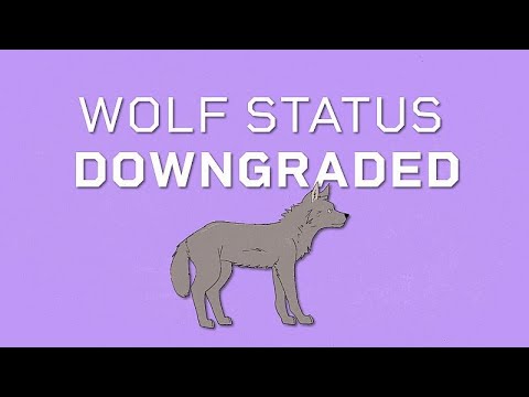 EU DECODED: How and why is EU downgrading protection status of wolves?