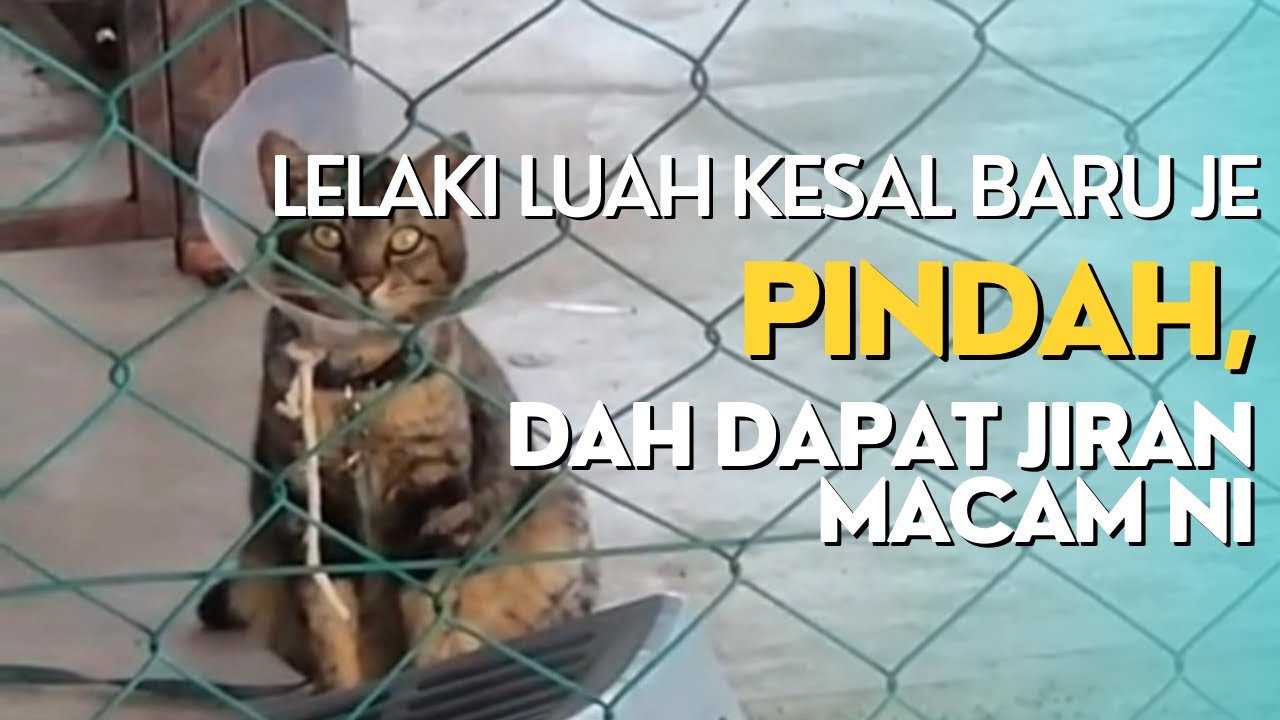 GELAGAT KUCING MENJELING JIRAN BARU UNDANG DEKAH - YouTube