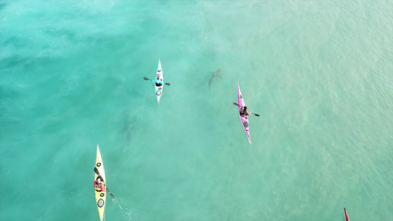 Hadera Sharks 2021 - YouTube