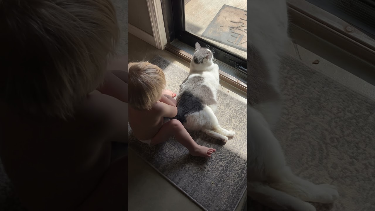 Baby pulling cat tail - YouTube