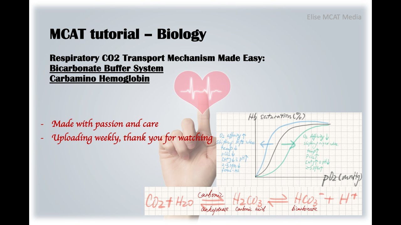 MCAT - Respiratory|The Bicarbonate Buffer System|Co2Hb|CO2 Pathway from ...