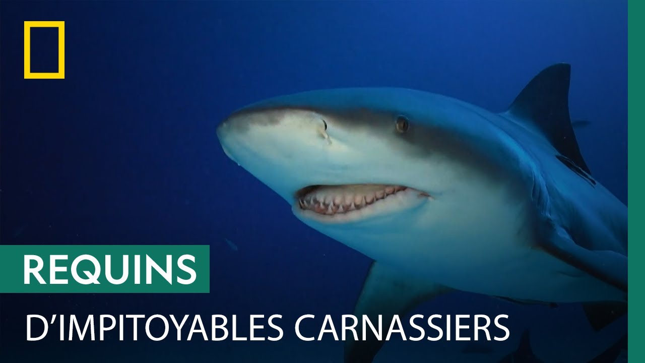 Requin attaque requin | RIVALITÉS SAUVAGES - YouTube