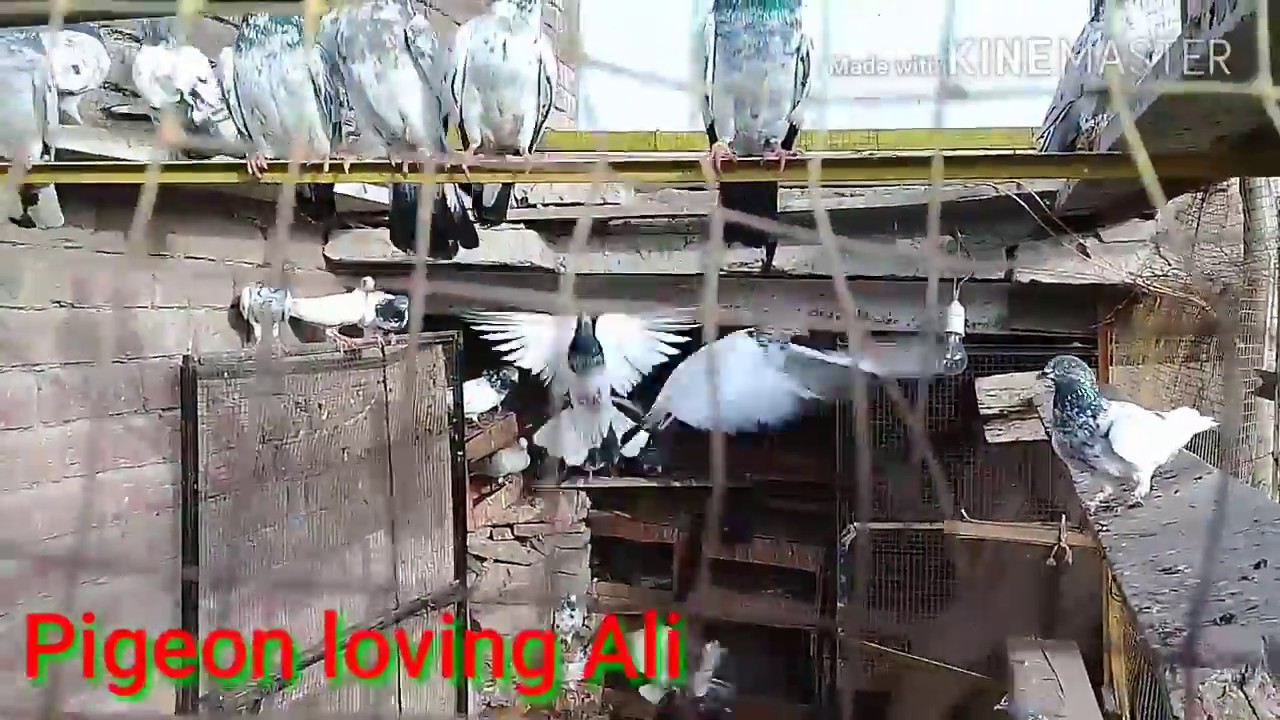 High fly pigeon - YouTube