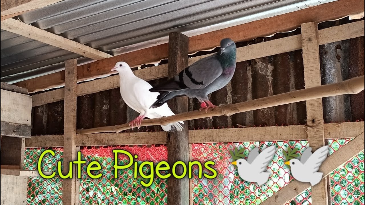 Pigeon Farming at Rooftop How to Farm Pigeon Birds at rooftop! - YouTube