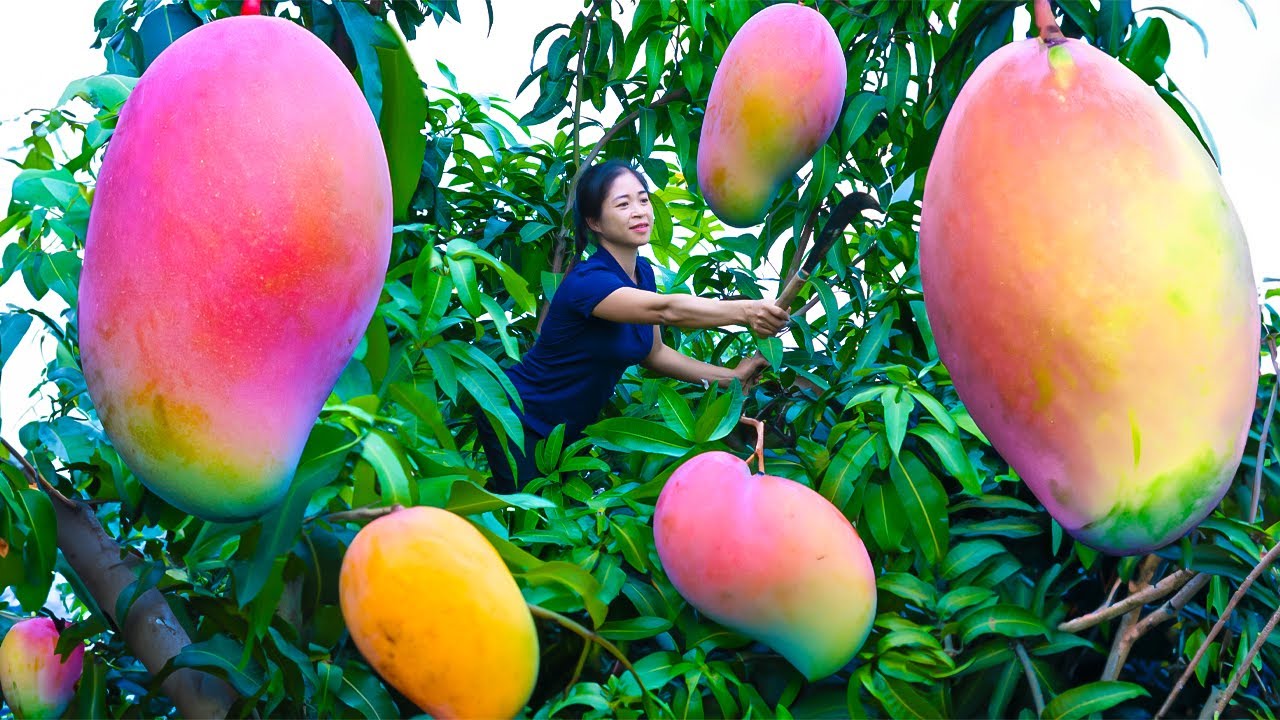 Harvest Pink Mango Goes To Market Sell | Gardening And Cooking | Lý ...