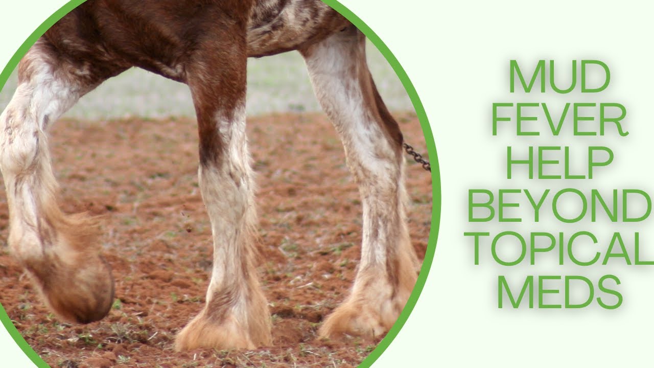 Helping Mud Fever Beyond Topical Medications - YouTube