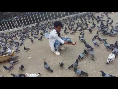 Enjoy for pakchheee