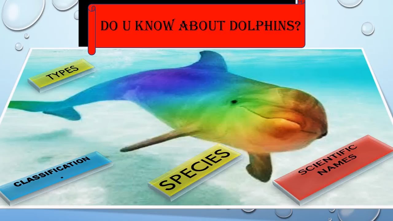 Know - DOLPHINS - YouTube