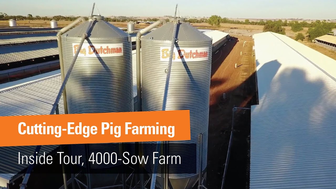 The Future of Livestock Farming | 4000-Sow Farm Solution - YouTube