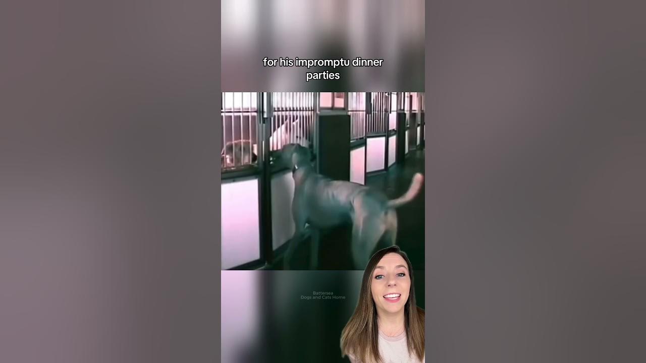 Shelter dog CAUGHT ON CAMERA releasing his friends for late night ...