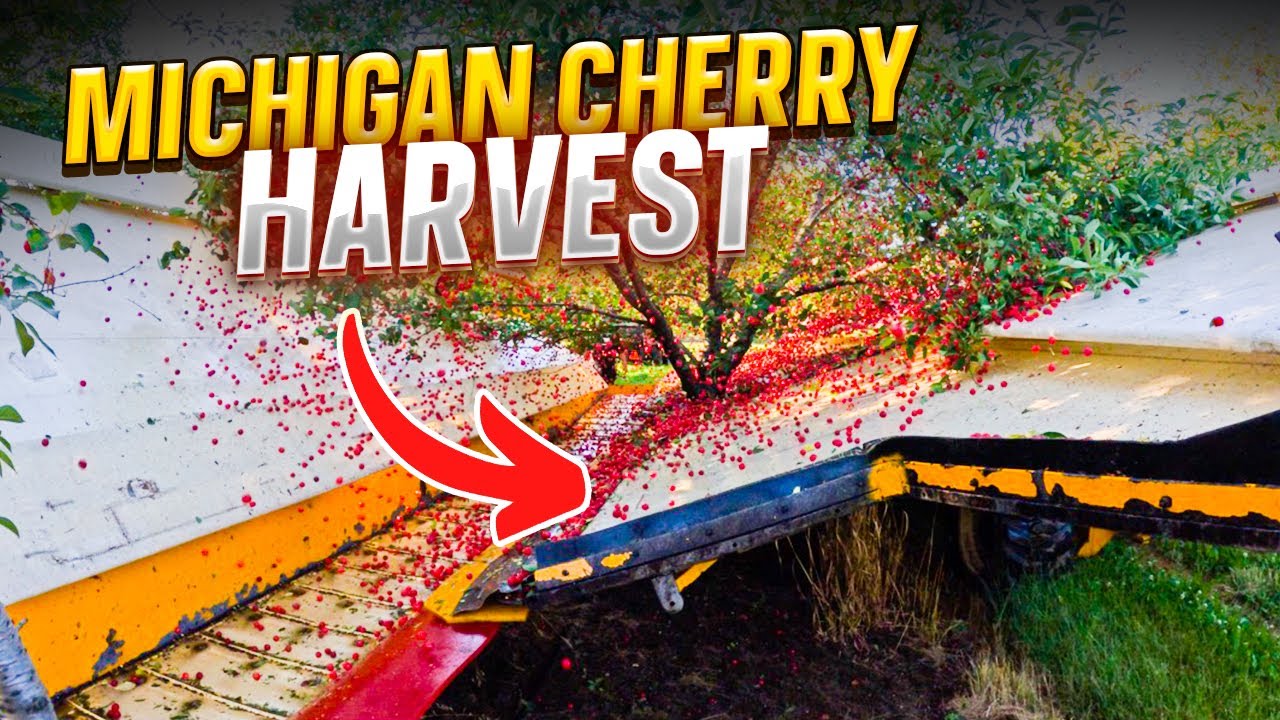 Want to SEE the LARGEST Cherry Harvest in Michigan? Watch This Now ...