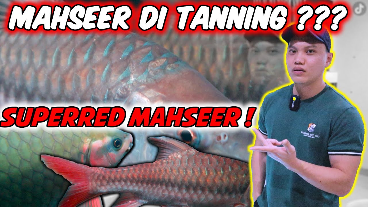 UNBOXING MAHSEER JUMBO , RTC PLATINUM , OSCAR WILD BUMBLEBEE , Chinese ...
