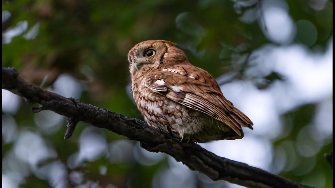 Screech Owl Flight and Out of His Hole - YouTube