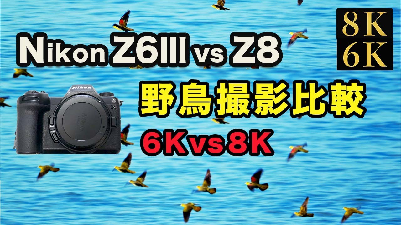 【Nikon Z6III Z8比較】野鳥撮影 AF性能比較検証、8k 映像・6k映像、フルHD240fps、熱耐性も。レンズは「NIKKOR Z 180-600mm f/5.6-6.3 VR ...