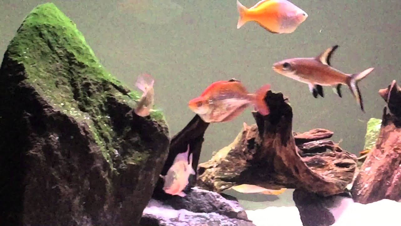 4 foot tank update - YouTube
