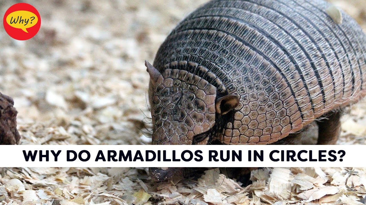 why do armadillos run in circles? | Fascinating facts #36 | Why Things ...