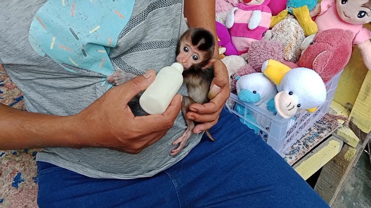 newborn baby monkey wants to always be in daddy's arms, his condition ...