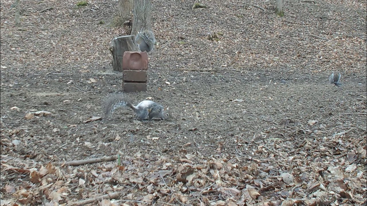 3/9-11/23 Raccoon Attacks Possum! Squirrels Attack Crows! Marge keeping everyone in line. # ...