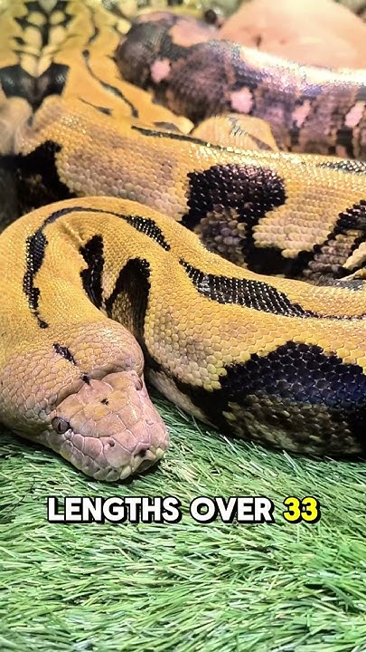 The 5 biggest snakes in the world. #facts #animals #wildlife - YouTube