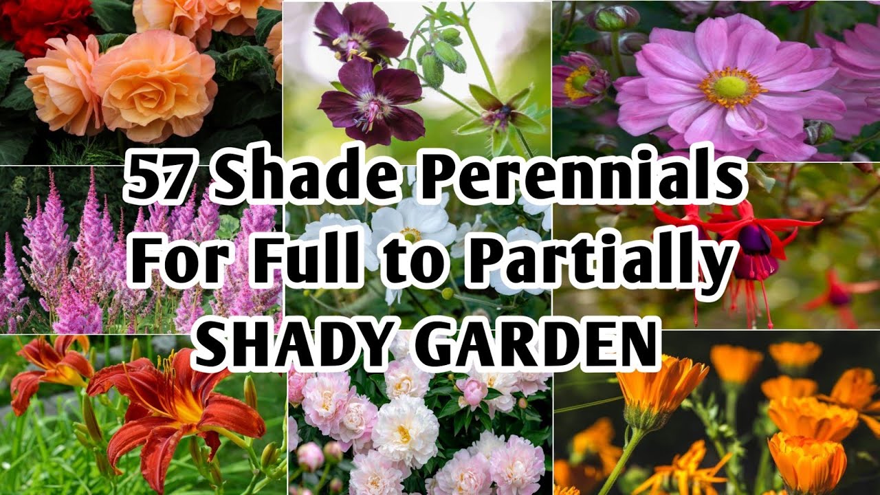 57 Shade Perennials For Full to Partial Shade Garden | Shade Garden ...