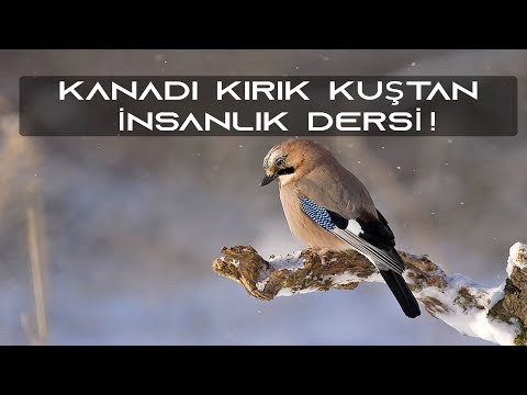 KANADI KIRIK KUŞTAN  İNSANLIK DERSİ !
