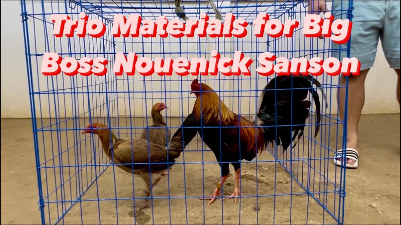 Bound for Zamboanga City | Golden Boy Sweater | Gilmore Hatch | Boston ...