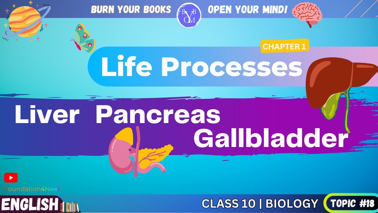 What is Liver Pancreas & Gallbladder? - English | Class 10 Science ...
