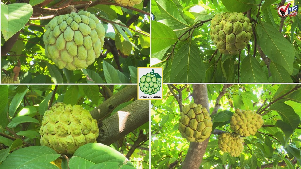 Madhuban Farm & Nursery | Custard Apple Production | Navnath Kaspate ...