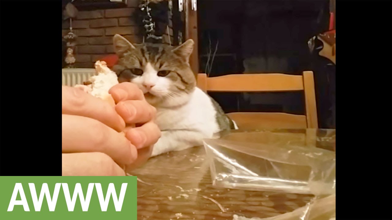 Cat needs to work on his table manners - YouTube