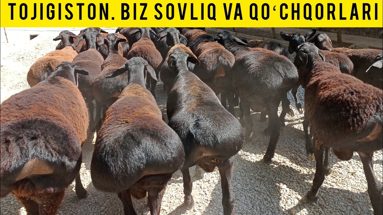 TOJIK NASILGA BOʻGʻOZ SOVLIQ VA QOʻCHQORLARI - YouTube