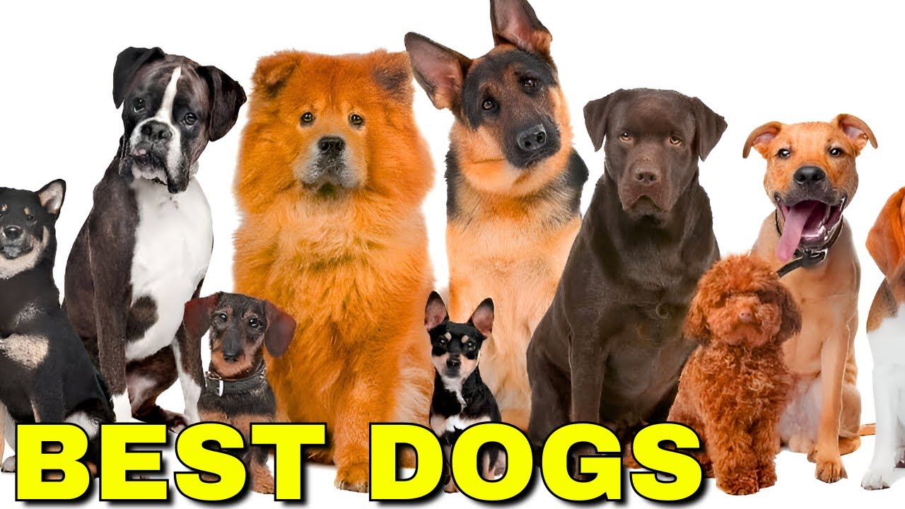 Top 10 World's Best Dog Breeds Ranked | Top 5ology - YouTube