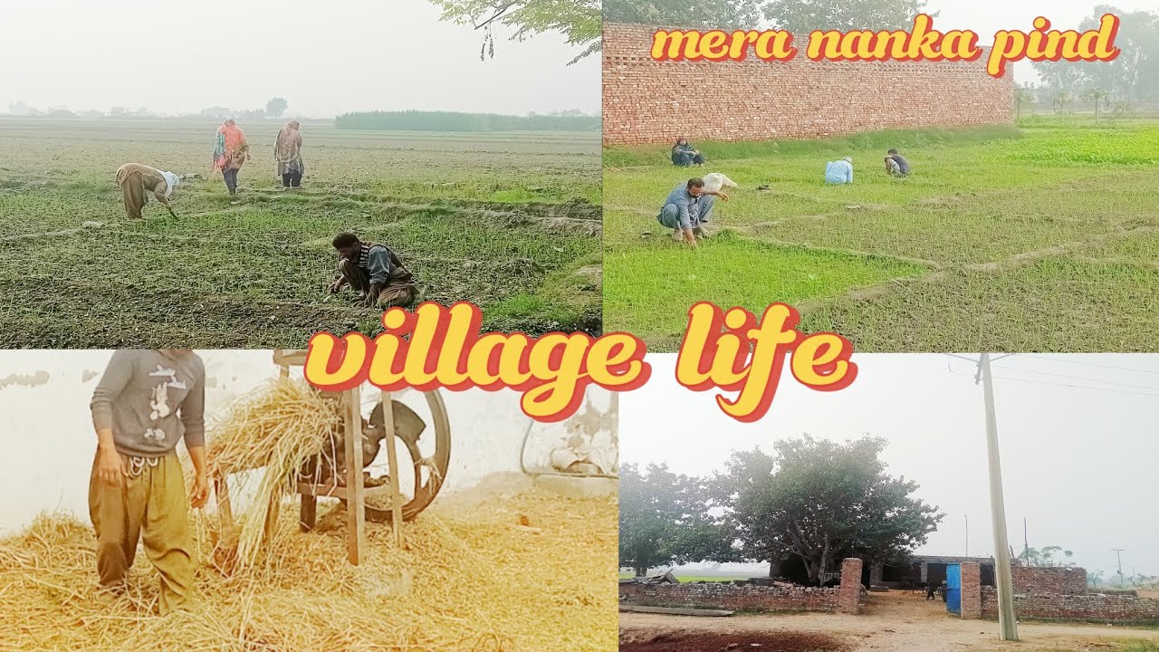 village life 😊😊 /mera nanka pind 🥰🥰 ( subscribe my channel 🤓) watching ...