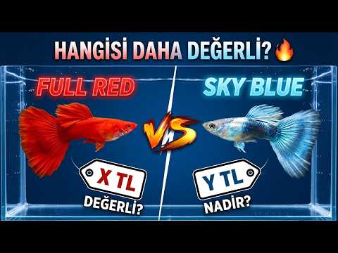 Full Red vs Sky Blue Lepistes | Hangisi Daha Değerli? (Karşılaştırma)