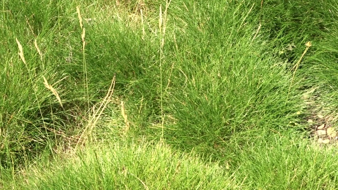 Poa litorosa ´Pic Carlit´ popiska Festuca scoparia ´Pic Carlit´ - YouTube