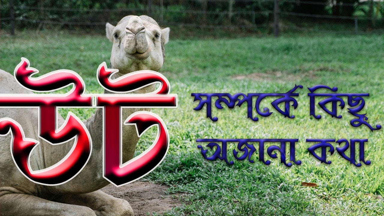 উট সম্পর্কে কিছু অজানা কথা / Some unknown facts about camels All Quran ...