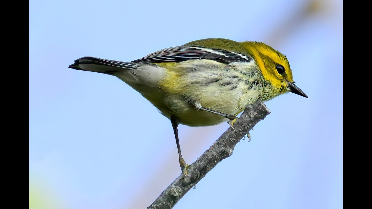 Warblers Fall Migration 1 - YouTube
