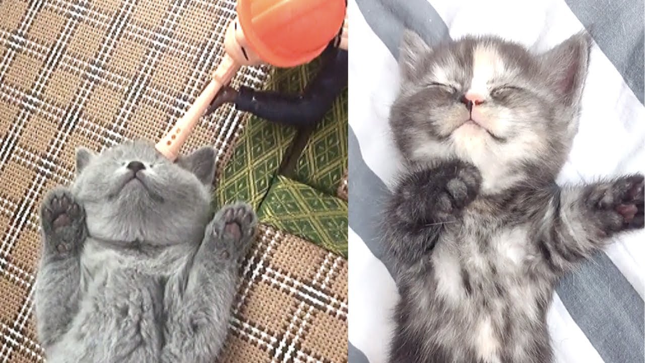 Baby Cats - Cute & Funny Cat Videos Compilation #4 | TRY NOT AWW - YouTube