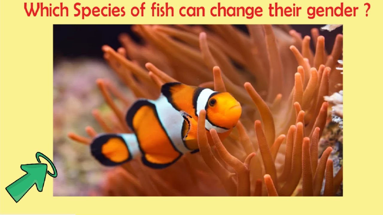 Which Species of fish can change their gender ? | Gk Questions with ...