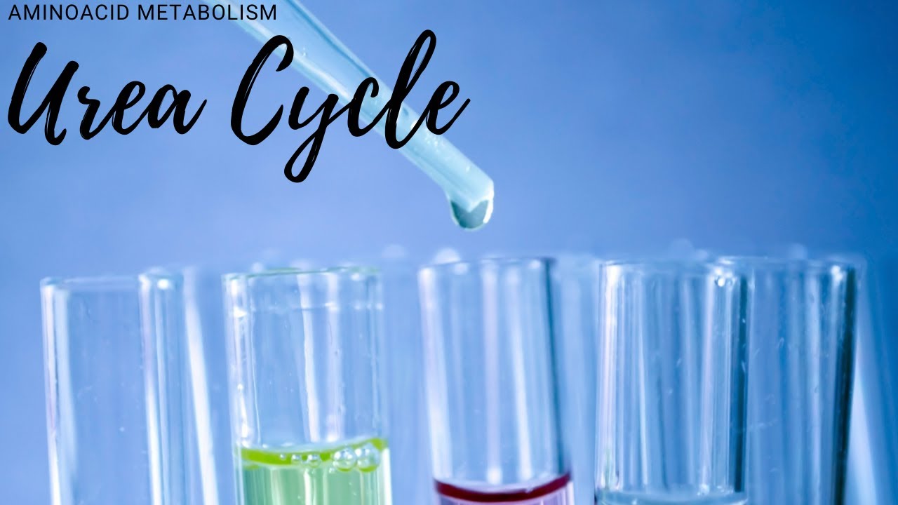 UREA CYCLE|| BIOCHEMISTRY - YouTube