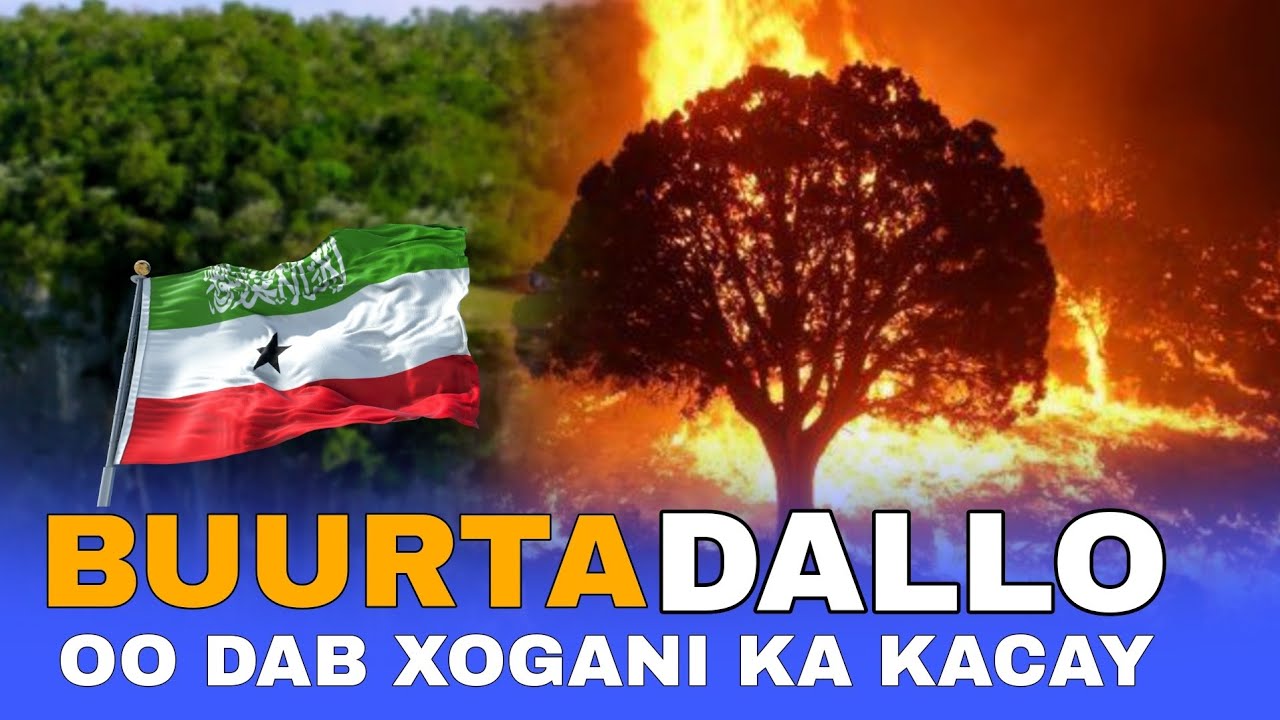 BUURTA DAALO OO DAB XOGANI KA KACAY GALABTA 2025 - YouTube