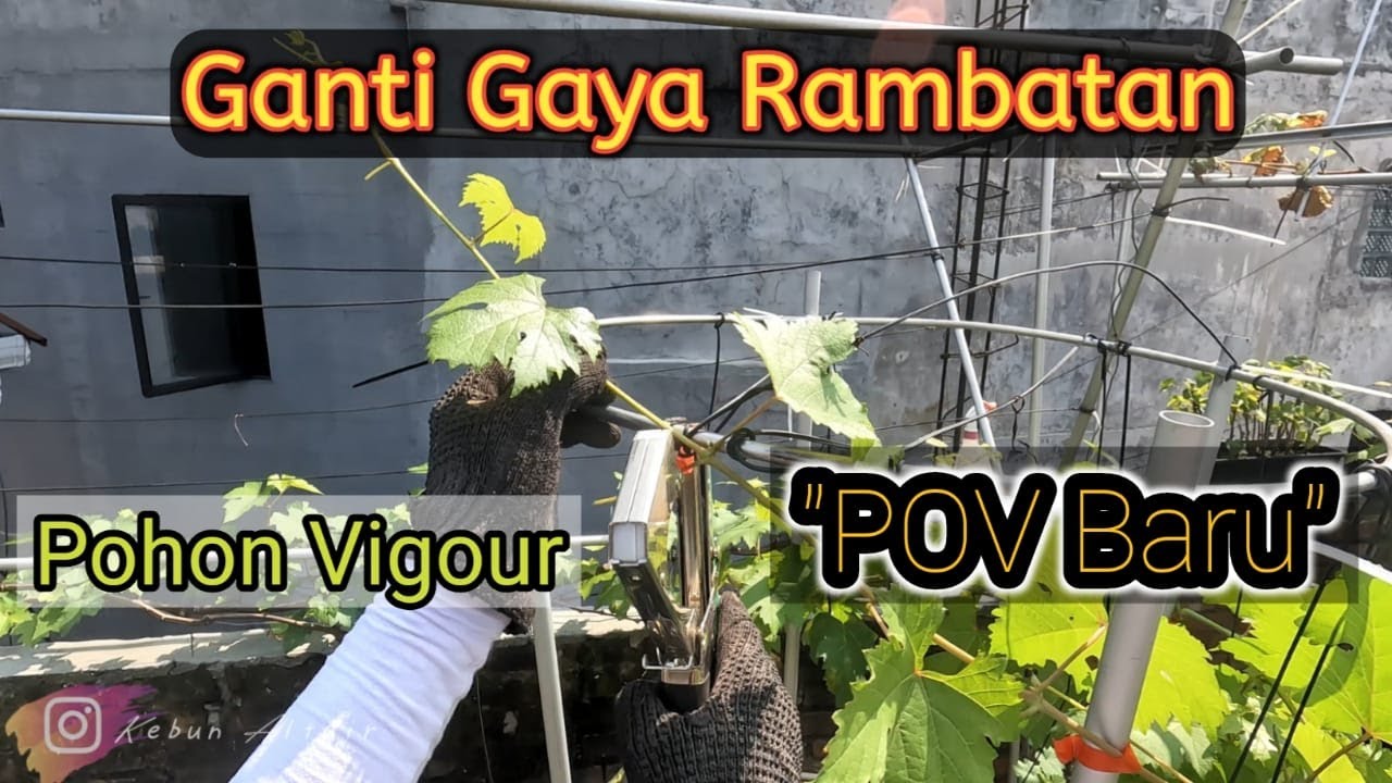 Upgrade Model Rambatan Pohon Anggur Import | #vlog Anggur Kebun Alltair ...